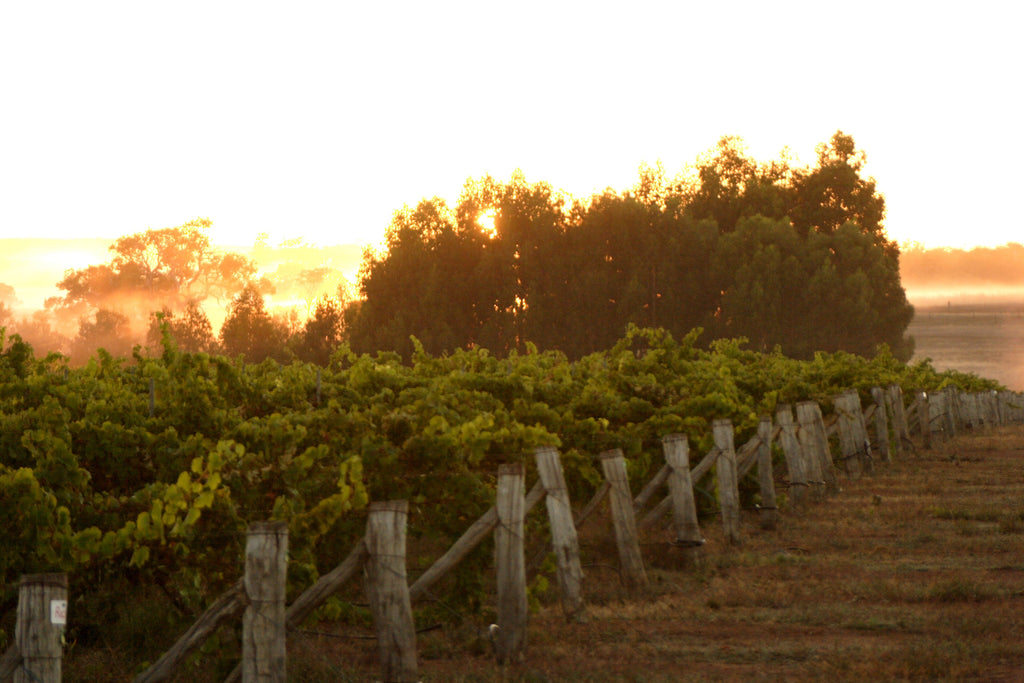 From Sheep to Shiraz: Our Cultivated Collection's Journey Through Time ...
